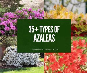 26+ Different Types of Azaleas: A Comprehensive Guide (Photos)