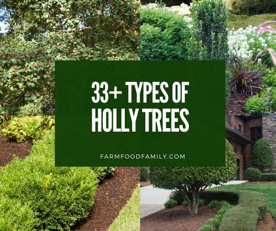 Identify Types Of Holly Bushes