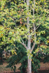 Sycamore Trees: Types, Leaves, Bark, Plant Care and Growing Guide