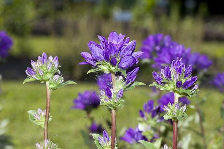 Bell-Shaped Flowers: 34 Stunning Flowers That Look Like Bells (Photos)