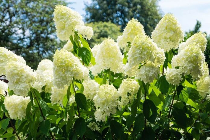 28 Best Dwarf Flowering Trees for Small Gardens (With Pictures)