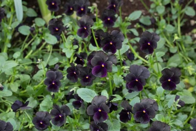 53 Types of Black Flowers & Plants: A Guide to the Most Stunning Blooms