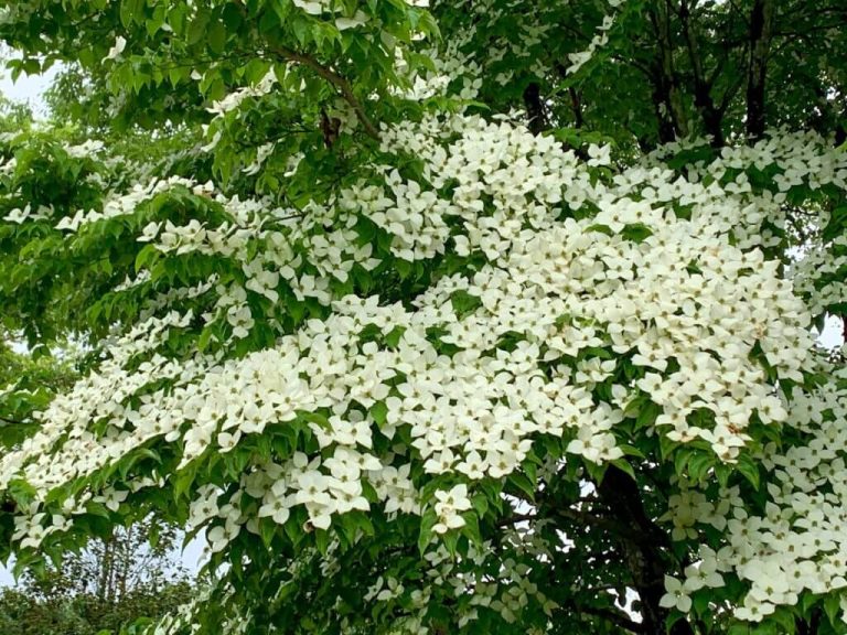 28 Best Dwarf Flowering Trees for Small Gardens (With Pictures)