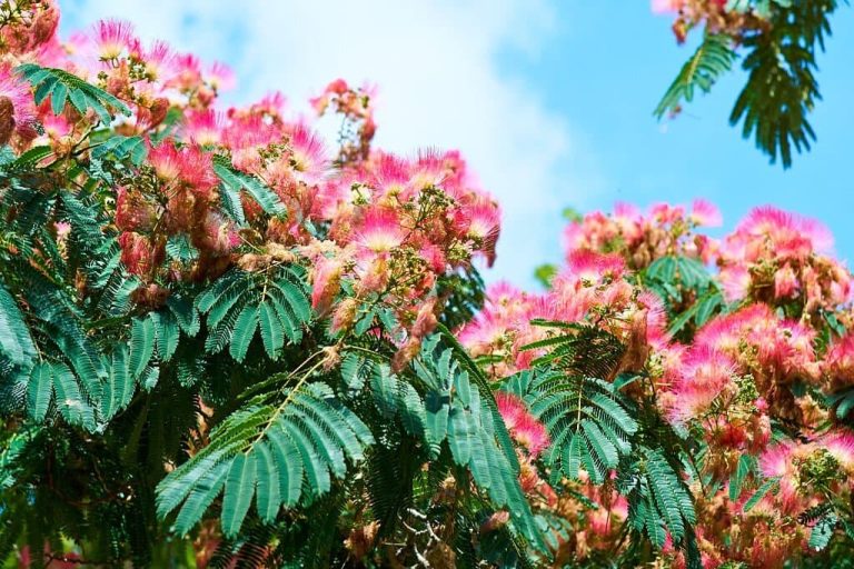 27 Magnificent Trees with Pink Flowers Blooming All Around (With Photos)