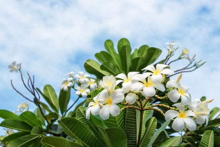 28 Best Dwarf Flowering Trees for Small Gardens (With Pictures)