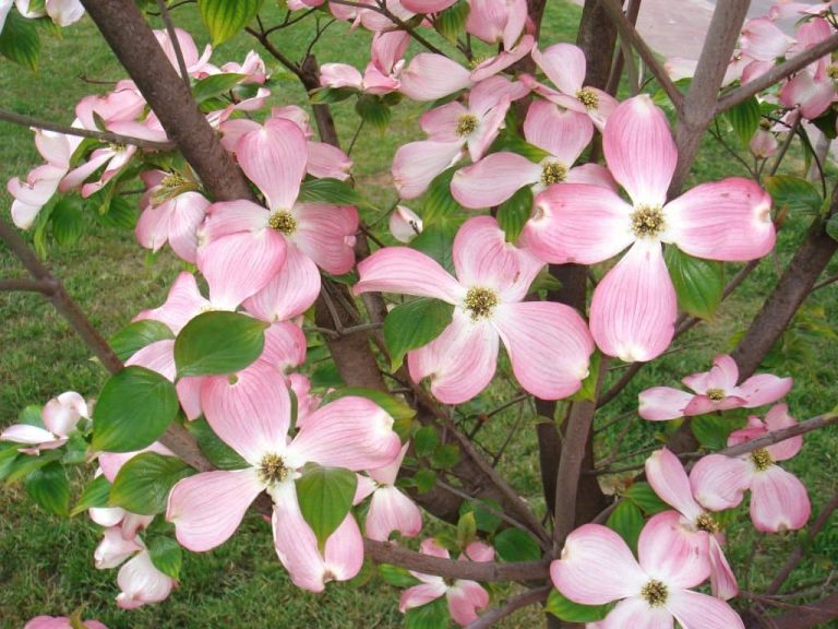 27 Magnificent Trees with Pink Flowers Blooming All Around (With Photos)