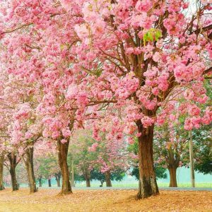 27 Magnificent Trees with Pink Flowers Blooming All Around (With Photos)