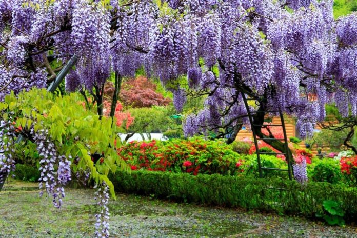 26 Magnificent Trees With Purple Flowers: A Guide to the Best Ones