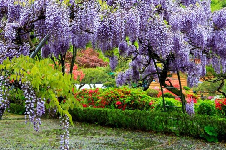 26 Magnificent Trees With Purple Flowers: A Guide to the Best Ones
