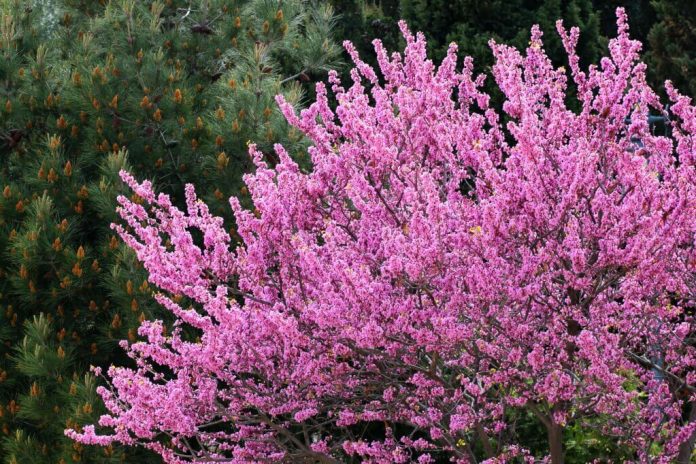 28 Best Dwarf Flowering Trees for Small Gardens (With Pictures)