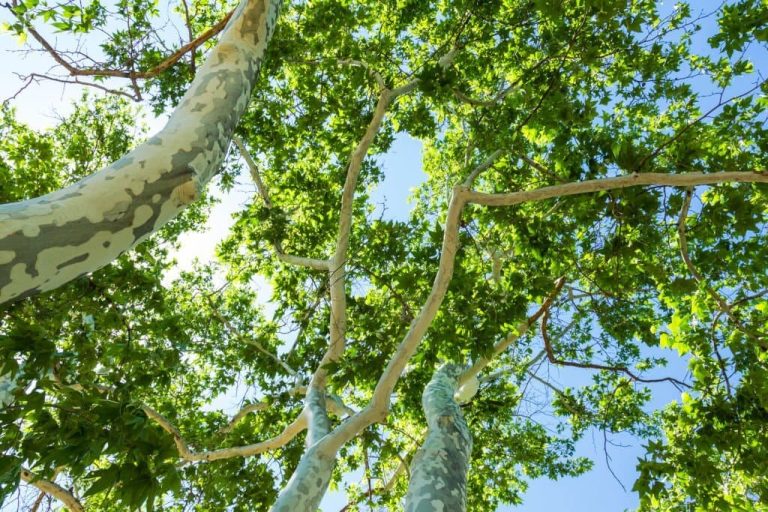 Sycamore Trees: Types, Leaves, Bark, Plant Care and Growing Guide