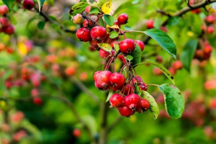 28 Best Dwarf Flowering Trees for Small Gardens (With Pictures)