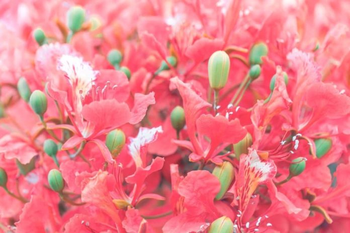 27 Magnificent Trees with Pink Flowers Blooming All Around (With Photos)