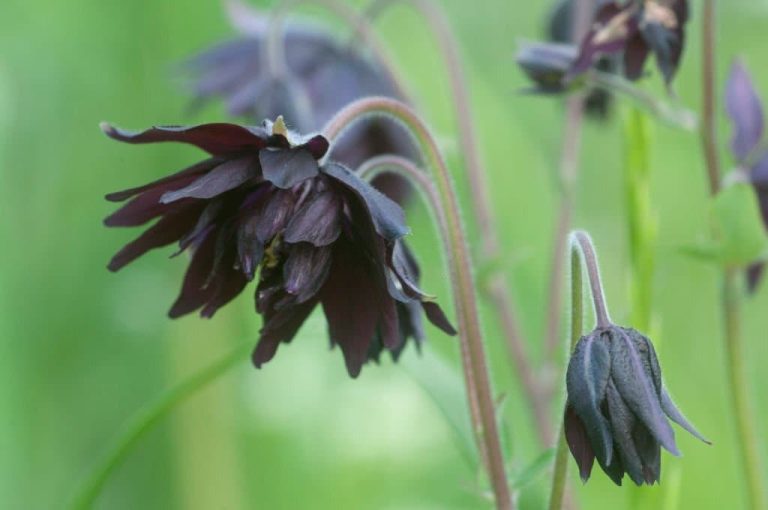 53 Types of Black Flowers & Plants: A Guide to the Most Stunning Blooms