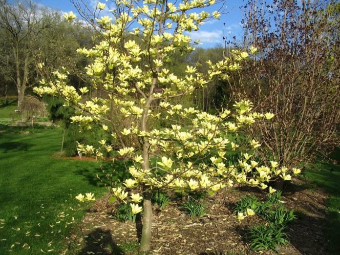 28 Best Dwarf Flowering Trees for Small Gardens (With Pictures)
