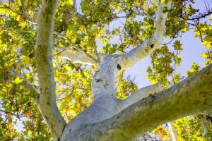 Sycamore Trees: Types, Leaves, Bark, Plant Care and Growing Guide