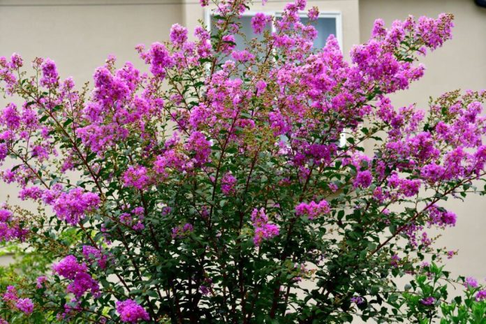 28 Best Dwarf Flowering Trees for Small Gardens (With Pictures)