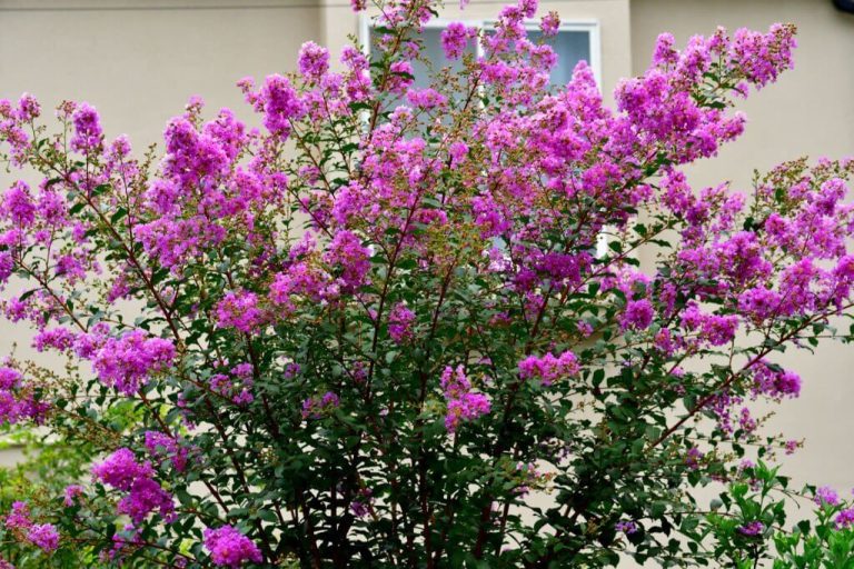 28 Best Dwarf Flowering Trees for Small Gardens (With Pictures)