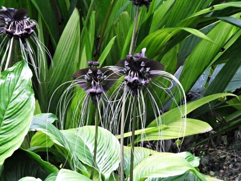 53 Types of Black Flowers & Plants: A Guide to the Most Stunning Blooms