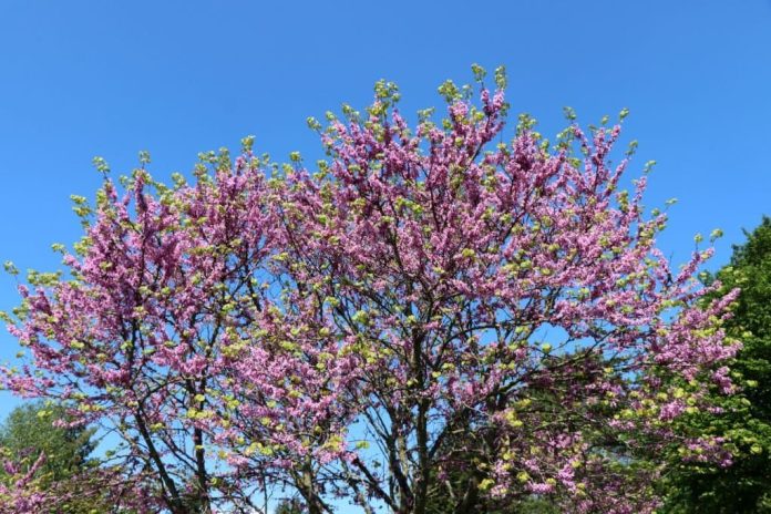 26 Magnificent Trees With Purple Flowers: A Guide to the Best Ones