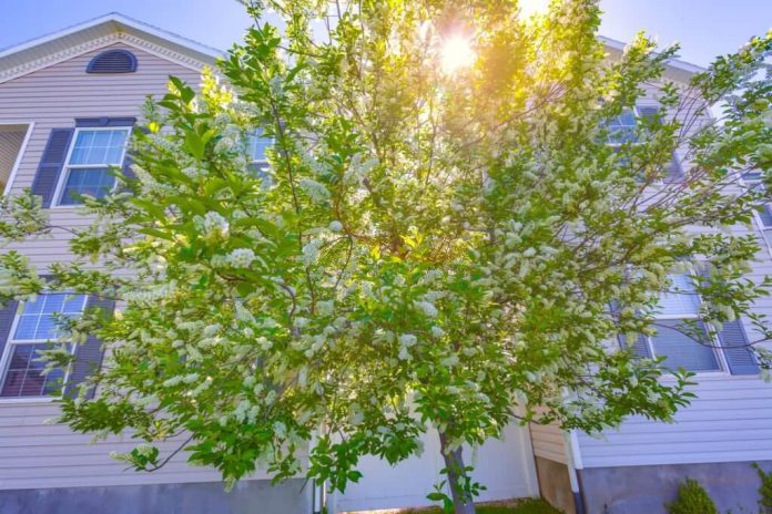 28 Best Dwarf Flowering Trees for Small Gardens (With Pictures)