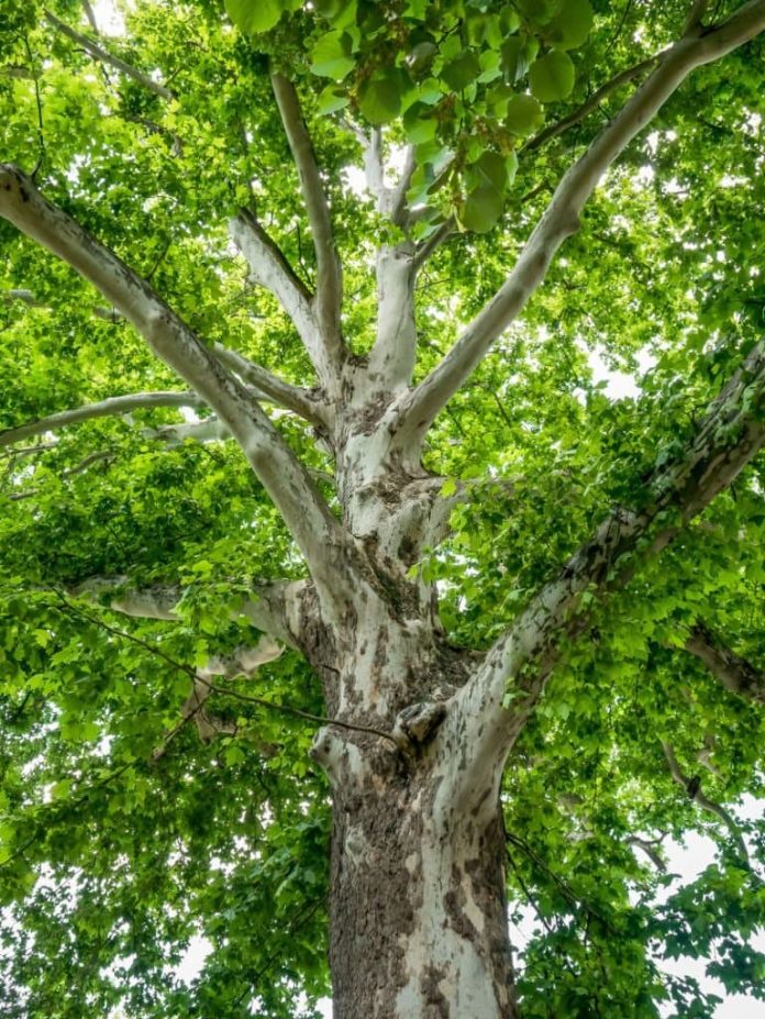 Sycamore Trees: Types, Leaves, Bark, Plant Care and Growing Guide