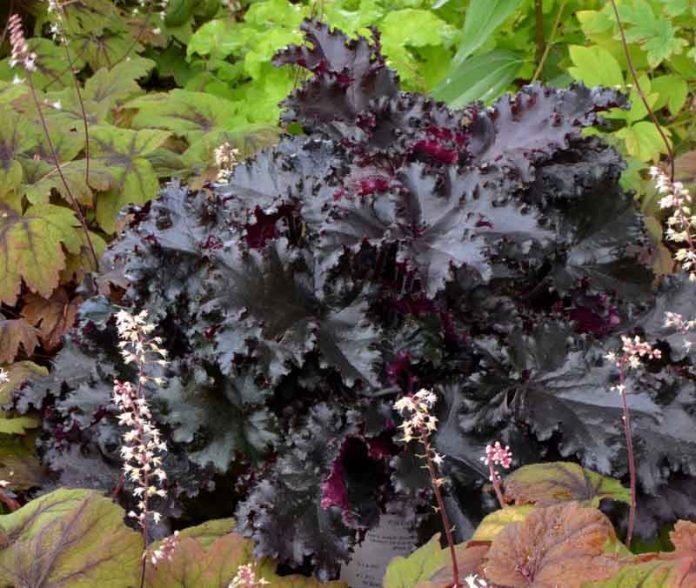 53 Types of Black Flowers & Plants: A Guide to the Most Stunning Blooms