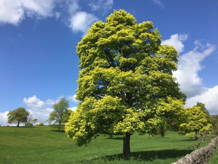 Sycamore Trees: Types, Leaves, Bark, Plant Care and Growing Guide