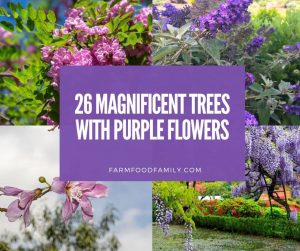 26 Magnificent Trees With Purple Flowers: A Guide to the Best Ones