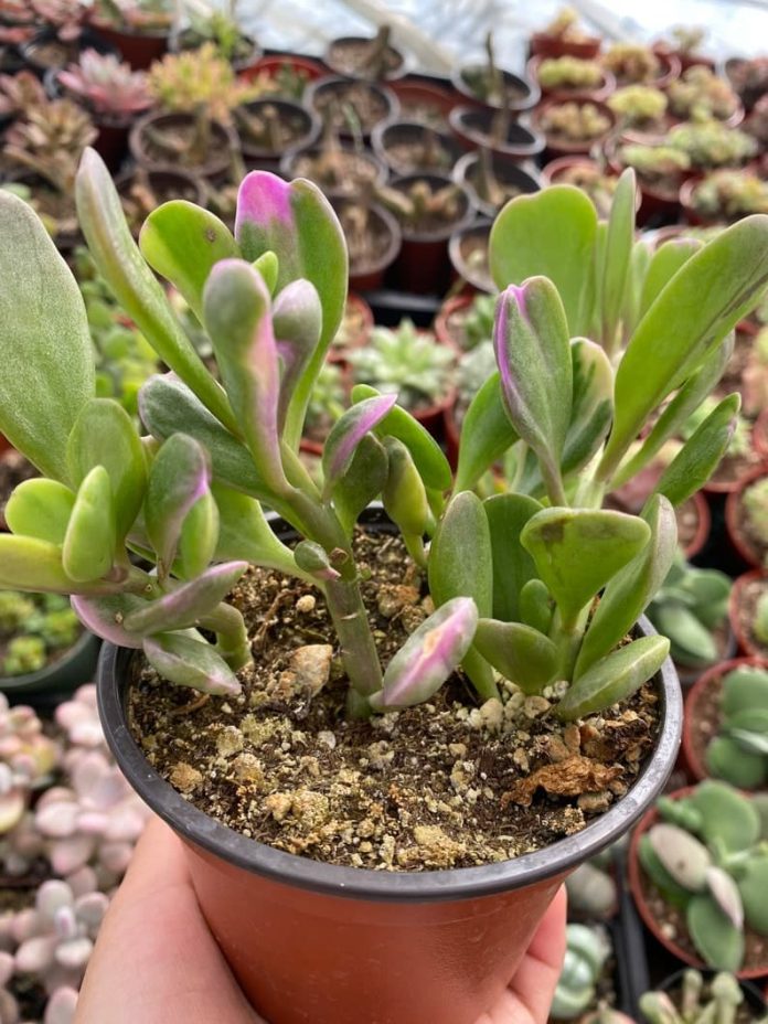 26 Best Trailing and Hanging Succulents for Your Garden (With Pictures)