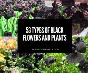 53 Types of Black Flowers & Plants: A Guide to the Most Stunning Blooms