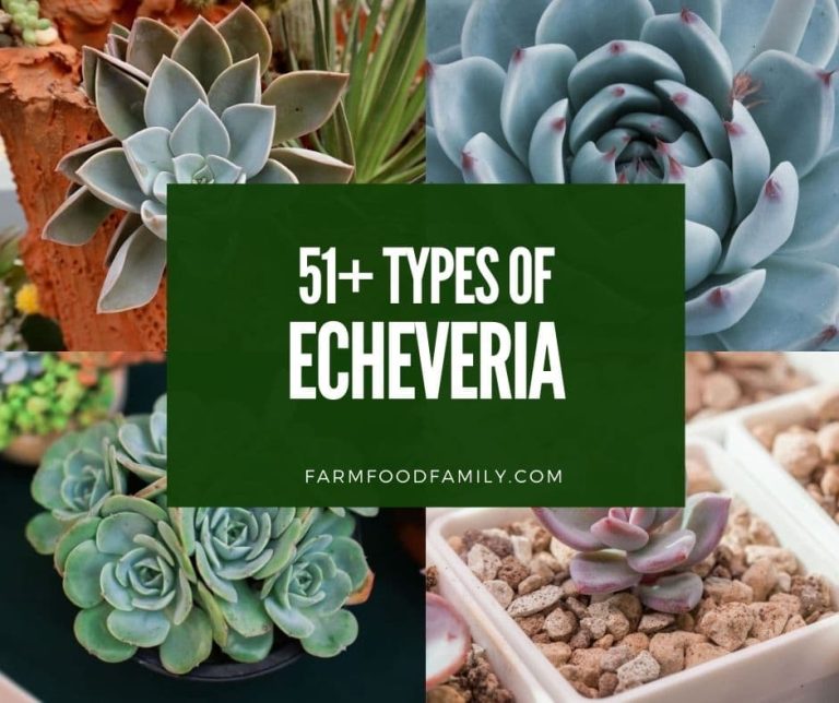 51+ Types of Echeveria: Gorgeous Succulents for Your Garden (Pictures)