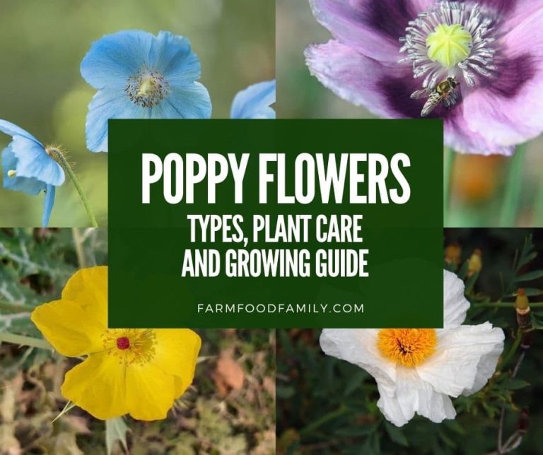 26 Types Of Poppies: Plant Care and Growing Guide (Photos)
