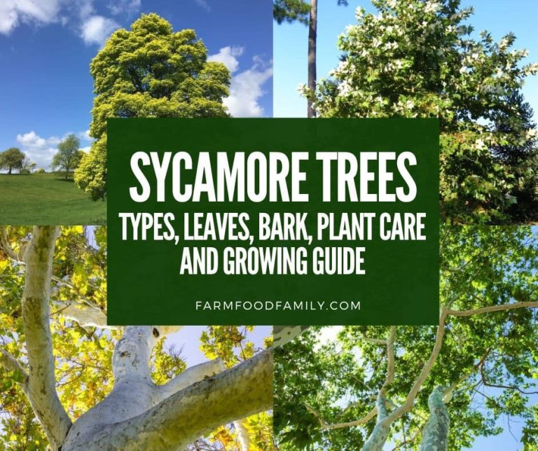 Sycamore Trees: Types, Leaves, Bark, Plant Care and Growing Guide