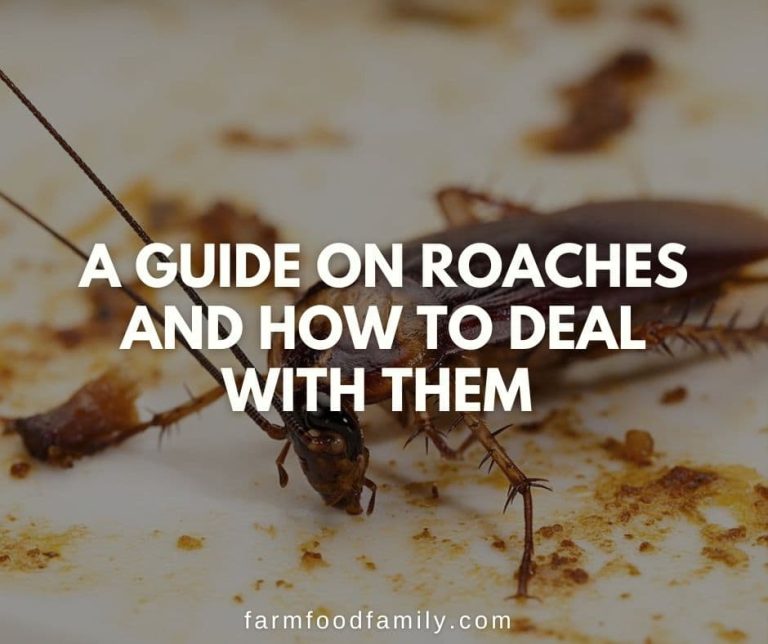 A Guide On Roaches and How To Deal With Them - FarmFoodFamily