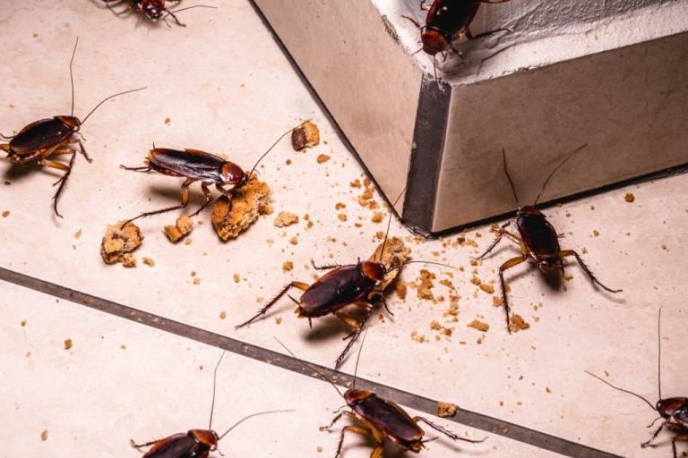 A Guide On Roaches and How To Deal With Them - FarmFoodFamily