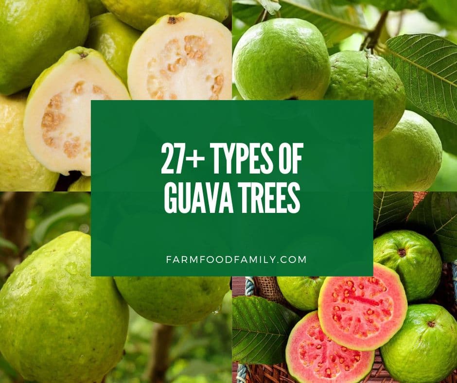 27 Types Of Guava Trees History Varieties Identification Guide 