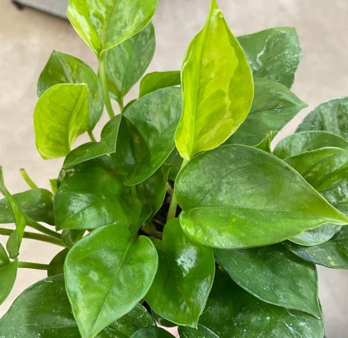 The 23 Best Types of Pothos Plants (With Names and Pictures)