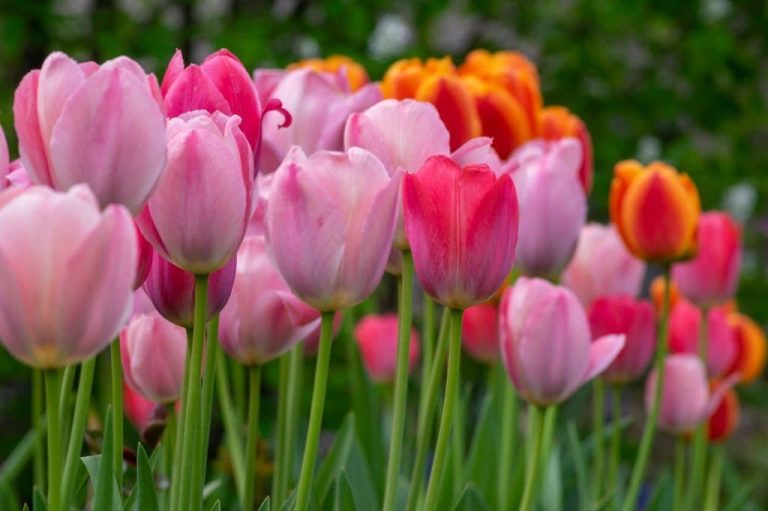 Everything to Know about Tulips: Facts, Grow and Care Guide