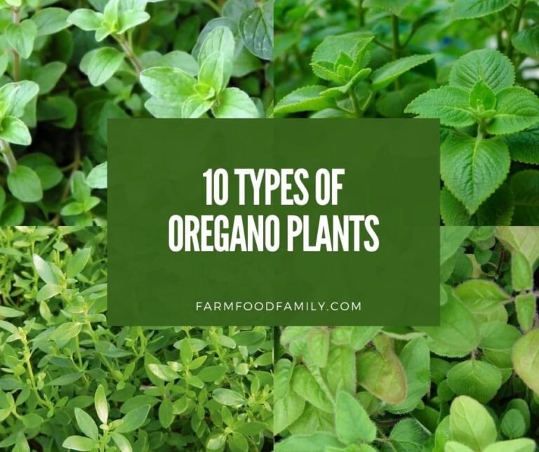 10 Plants That Look Like Oregano But Aren t 10 Plants That Look Like Oregano But Aren t