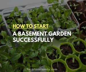 Why and How to Successfully Start a Basement Garden