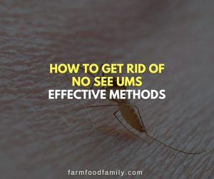 How to Get Rid of No See Ums: 16 Effective Methods