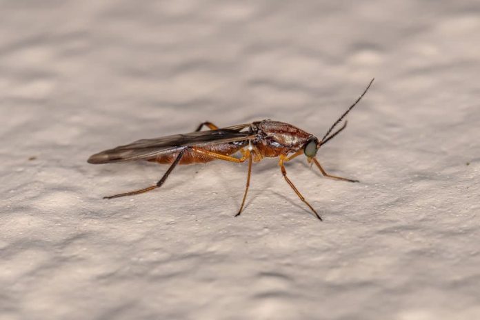 How to Get Rid of No See Ums: 16 Effective Methods