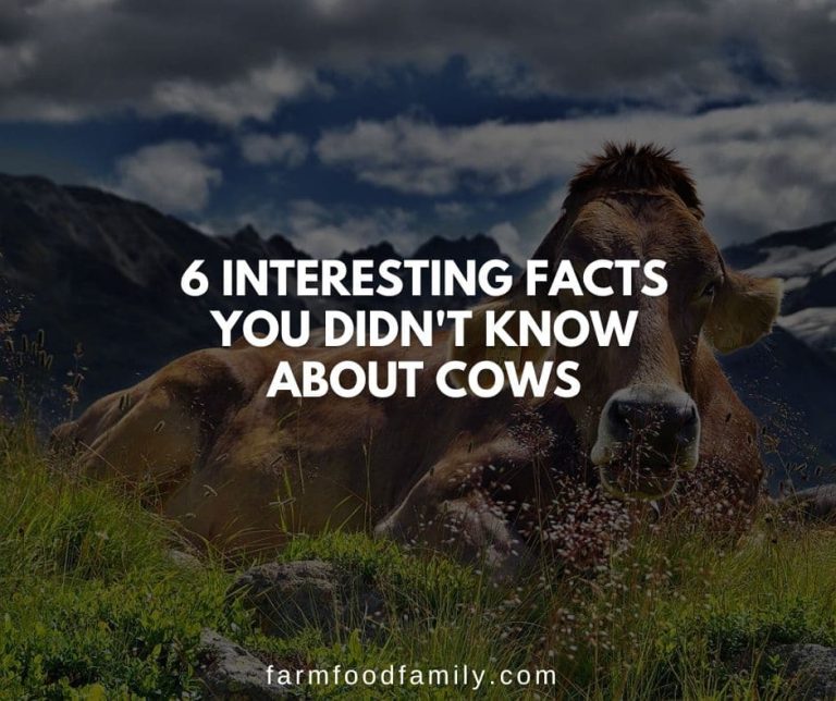 6 Interesting Facts You Didn’t Know About Cows – FarmFoodFamily