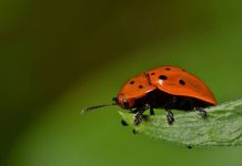 14 Bugs That Look Like Ladybugs (But Aren’t!) - FarmFoodFamily