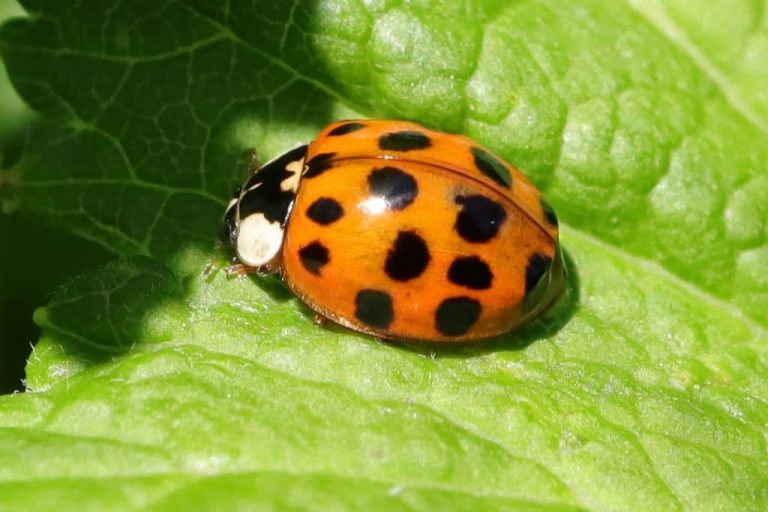14 Bugs That Look Like Ladybugs (But Aren’t!) - FarmFoodFamily