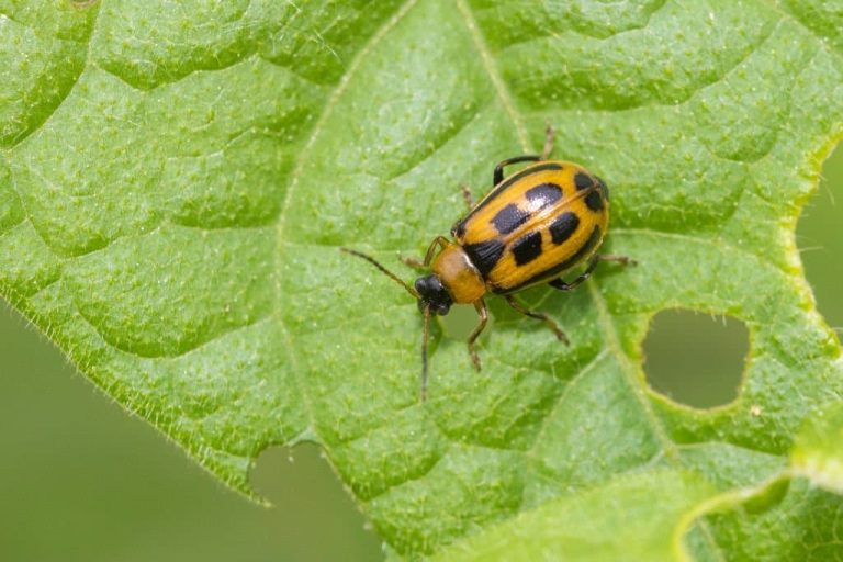 14 Bugs That Look Like Ladybugs (But Aren’t!) - FarmFoodFamily