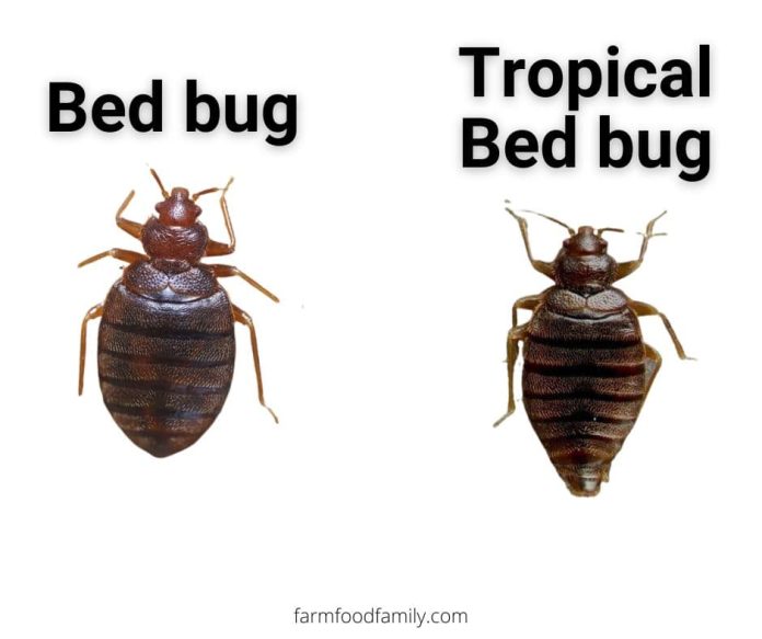 15 Bugs That Look Like Bed Bugs But Aren’t (With Pictures)