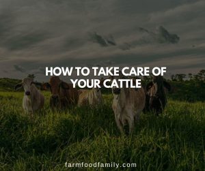 Own a Farm? Here's How to Take Care of Your Cattle