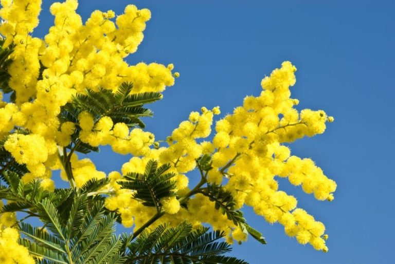 How Tall Does A Mimosa Tree Grow? The Tall Evergreen